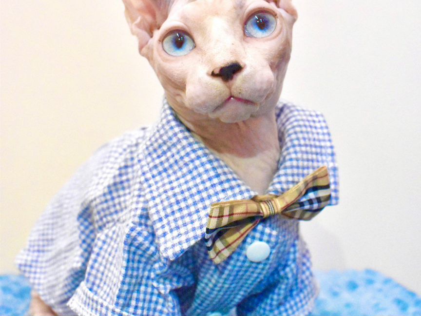 Котенок двэльф (двельф, эльф, сфинкс)