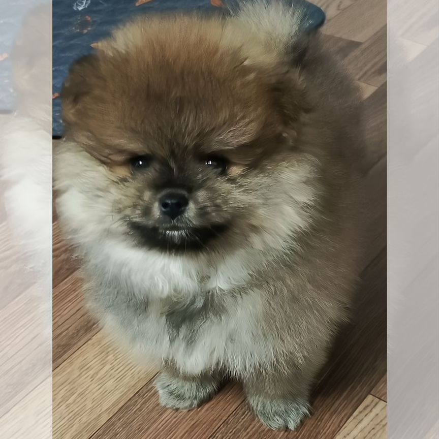 Померанский шпиц, щенок