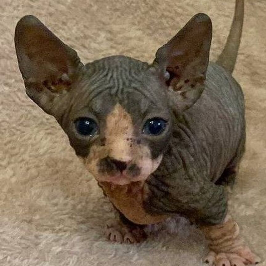 Канадский сфинкс котёнок