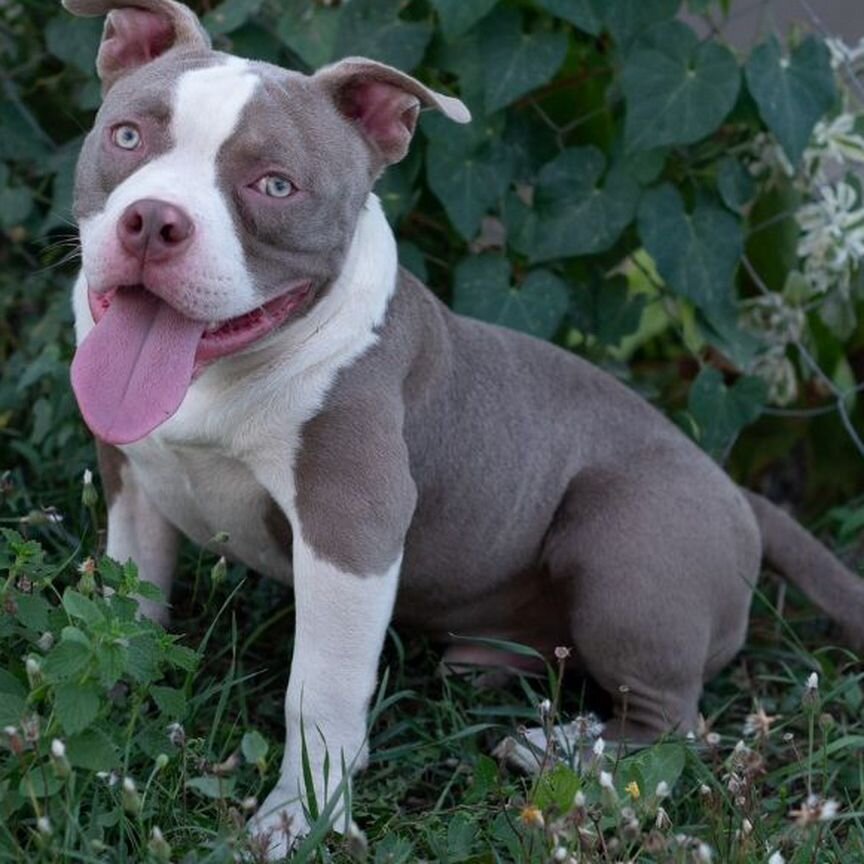 Шикарный парень Американский Булли