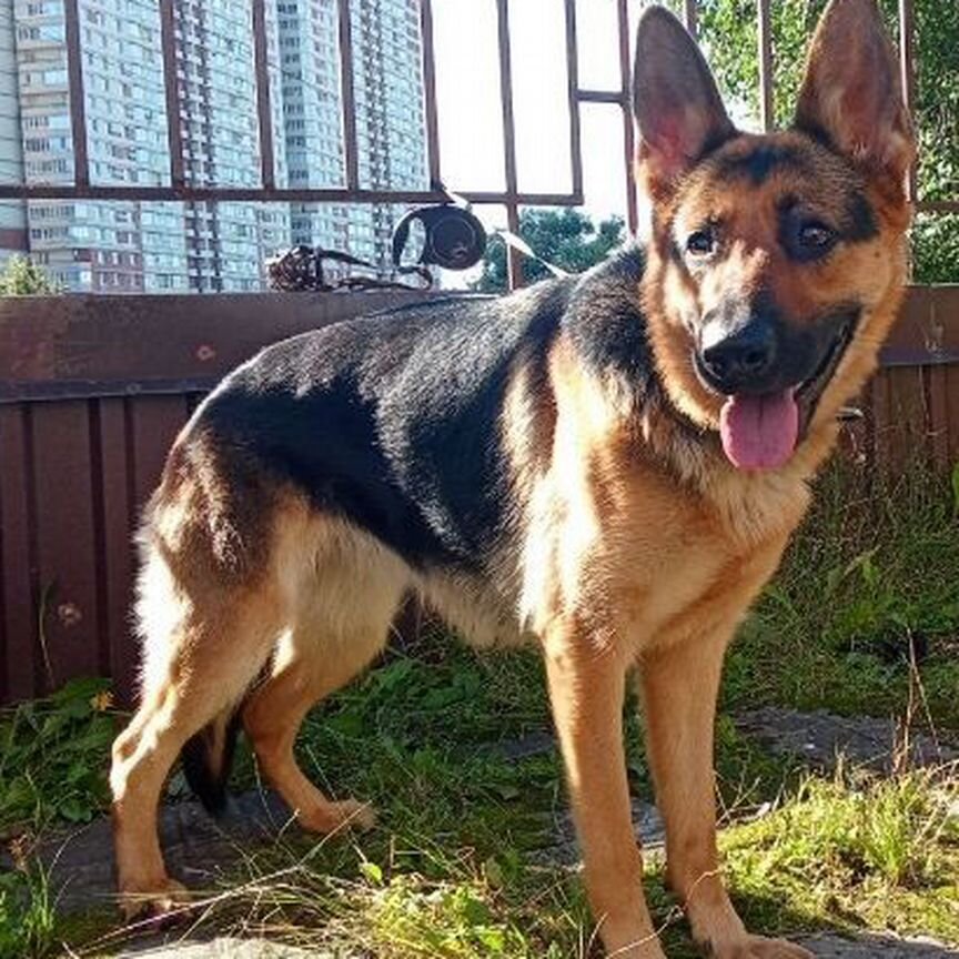 Немецкая овчарка, взрослая собака