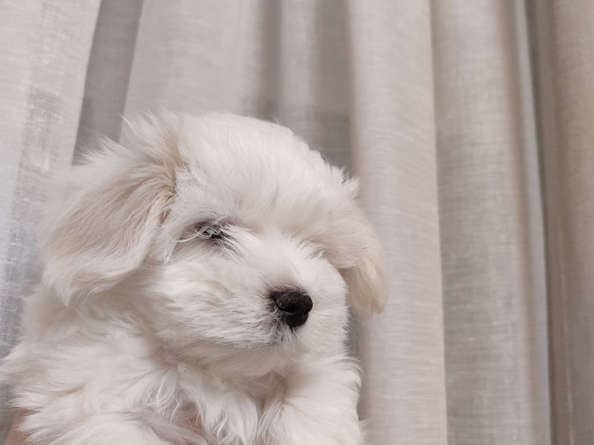 Щенки мальтийской болонки