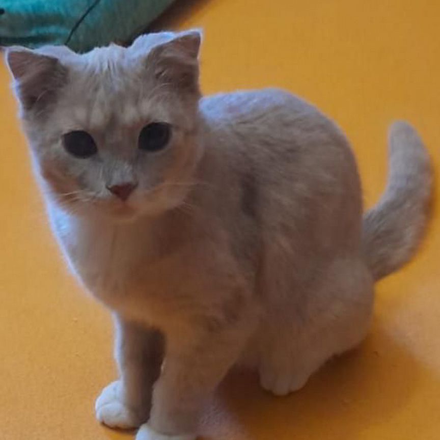 Котенок ищет дом