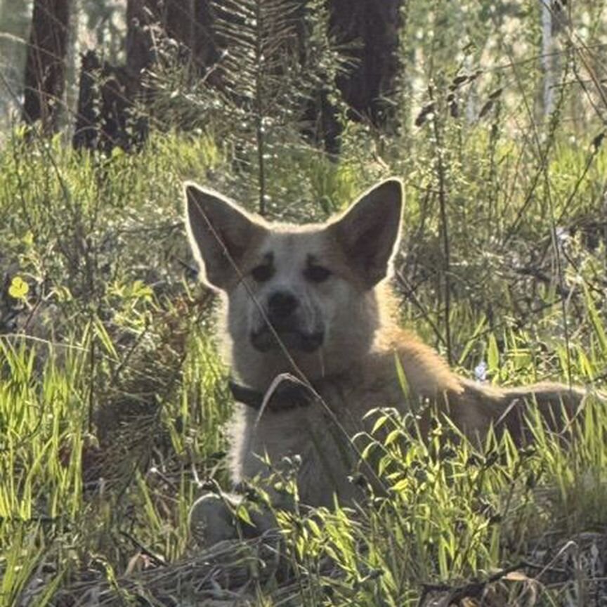 Лайка, щенок