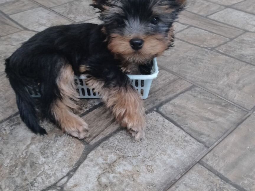 Йоркширский терьер