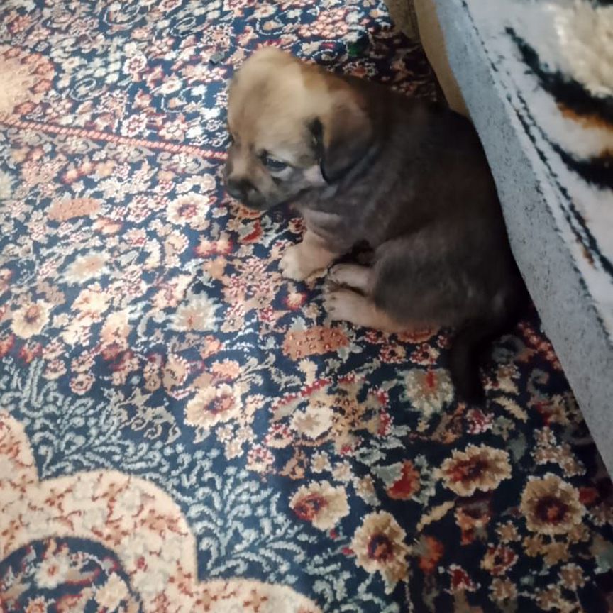 Щенок в добрые руки бесплатно маленькая порода