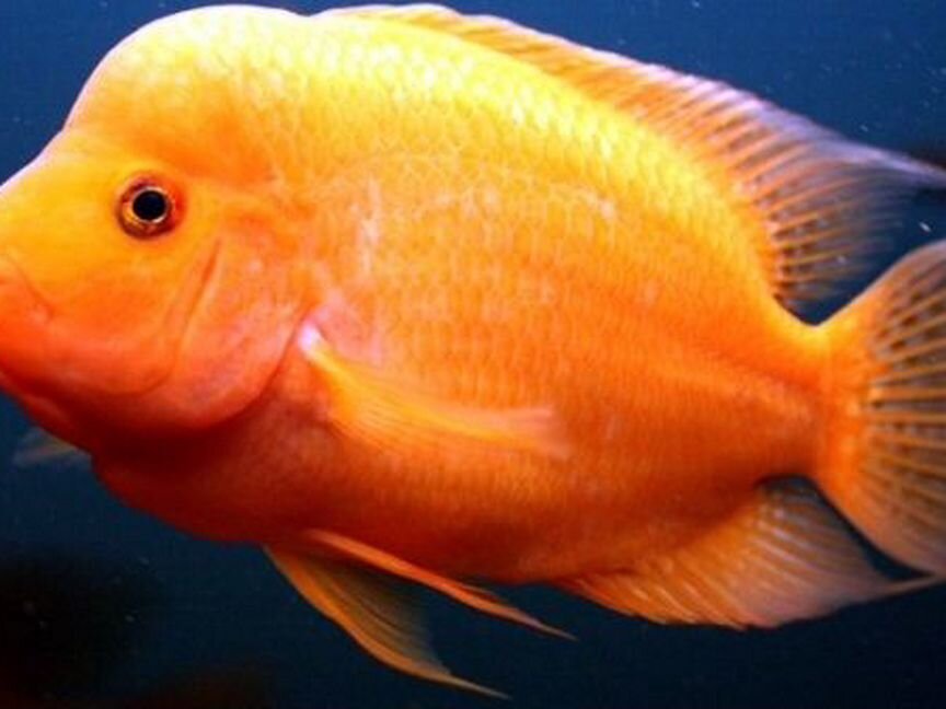 Цихлазома цитроновая