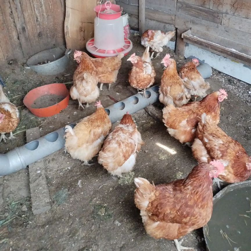 Продам куриц несушки 2 года