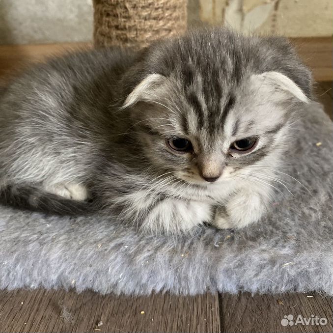 Наши котятки ищут дом