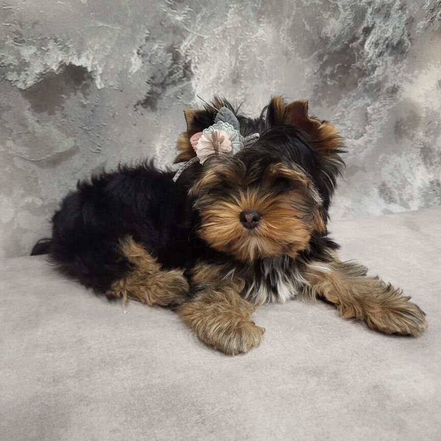 Йоркширский терьер щенки