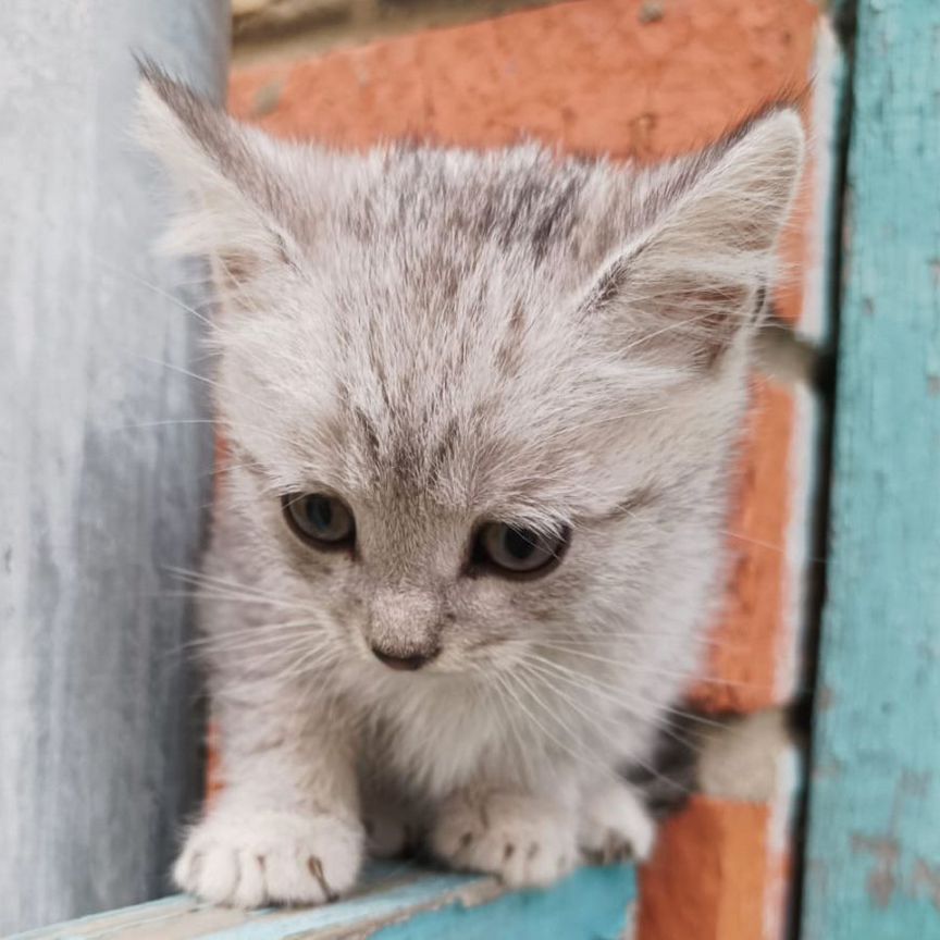 Котёнок в добрые руки