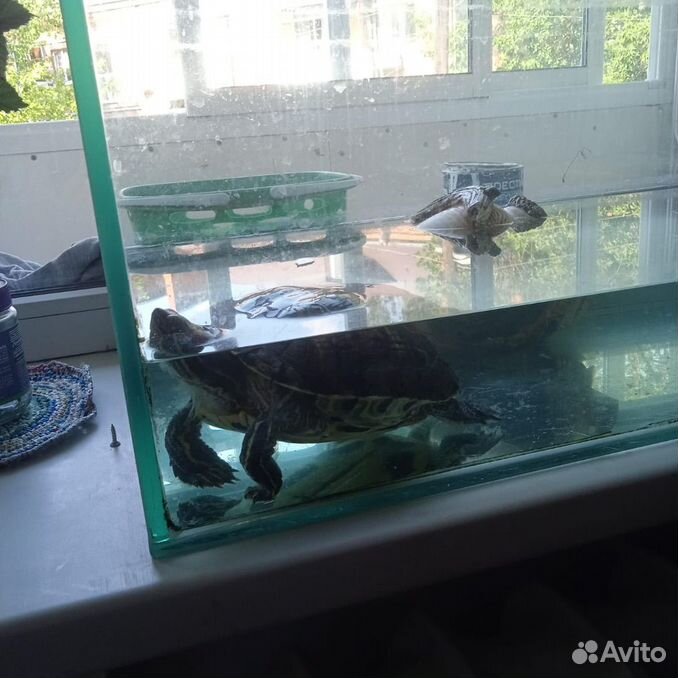 Черепаха с аквариумом
