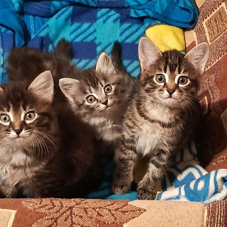 Котята в добрые руки,девочки
