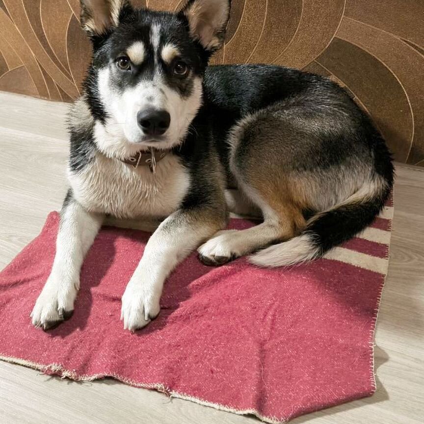 Мальчик 7-10 мес