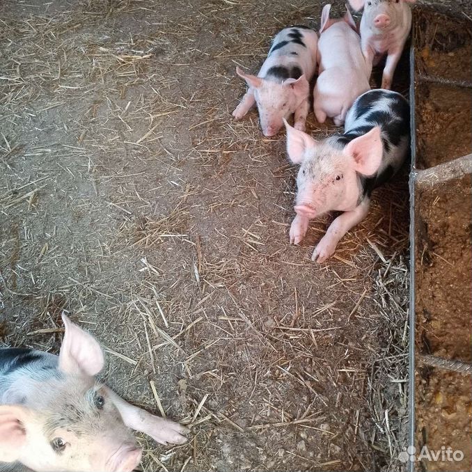 Поросенок ландрас