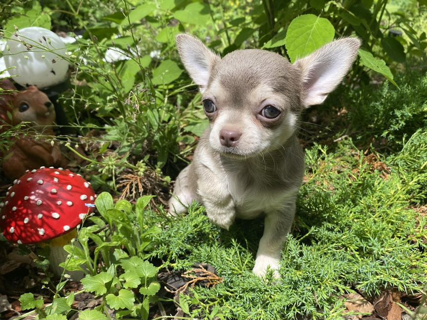 Чихуахуа девочка лиловая