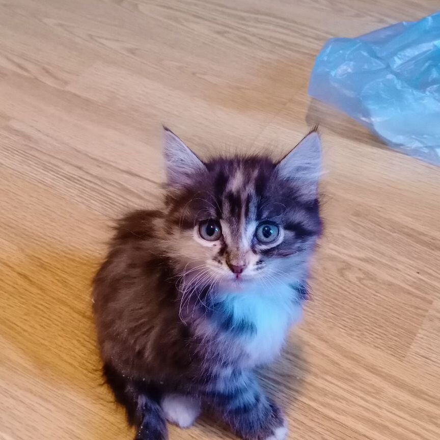 Трехцветная кошечка