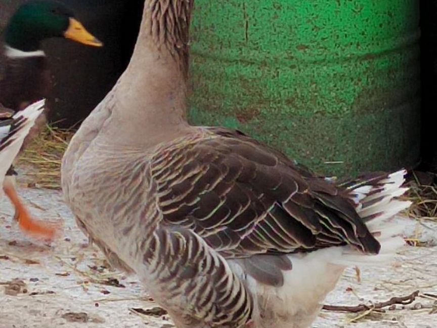 Гусак тулуз