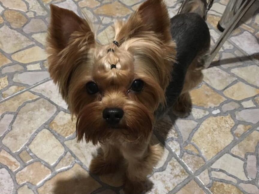 Йоркширский терьер вязка