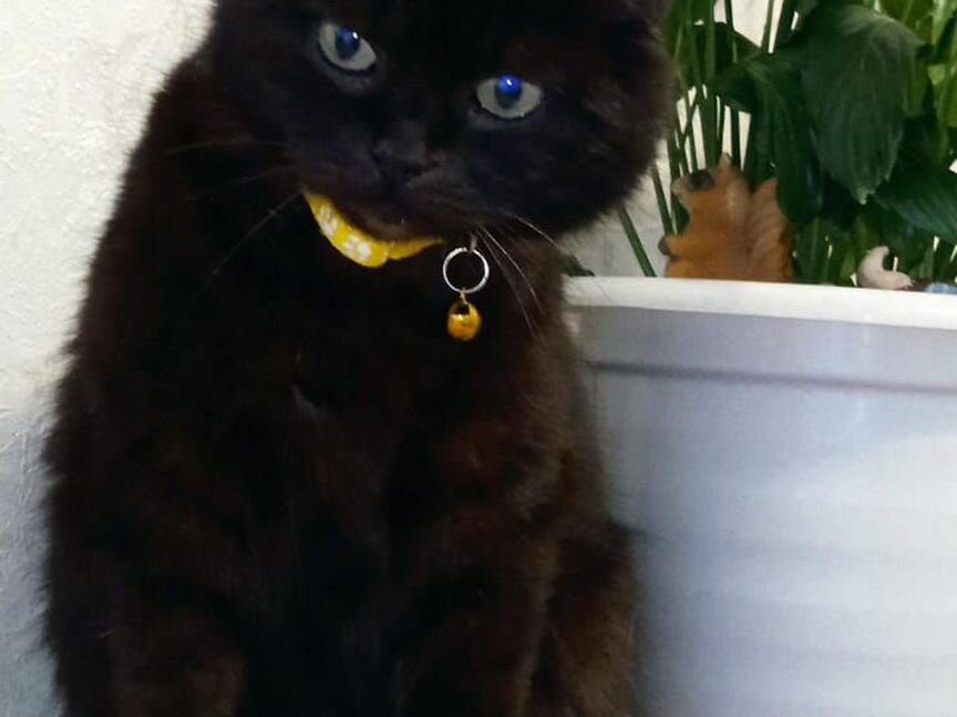 Кошка в добрые руки