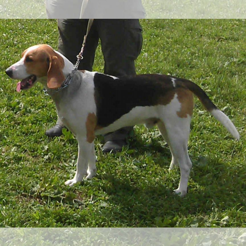 Кутята эстонской гончей собаки