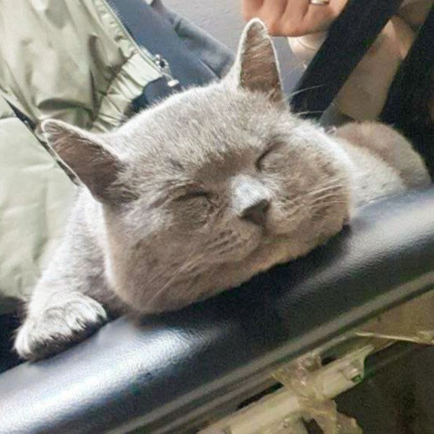 Британский кот