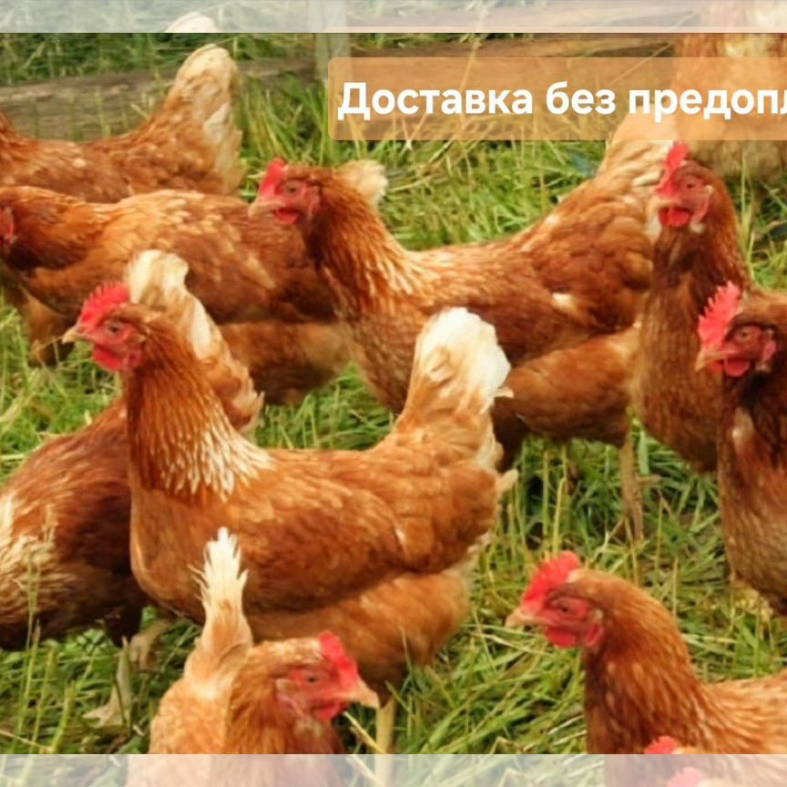 Куры-несушки. Доставка без предоплаты