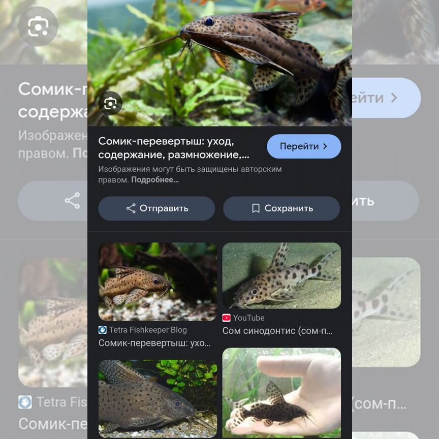 Сомы перевертыши