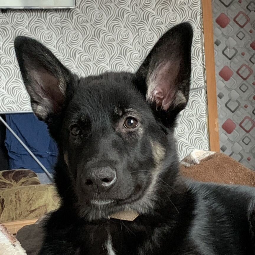 Немецкая овчарка