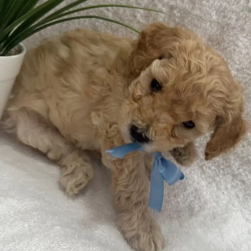 Той-пудель, щенок