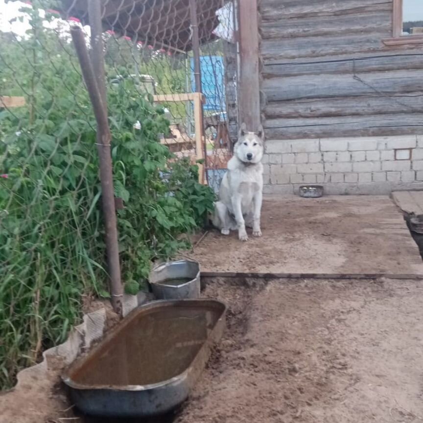 Западно сибирская лайка