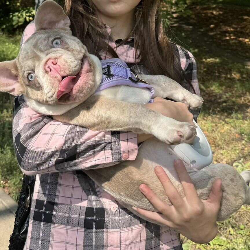 Лиловый француз