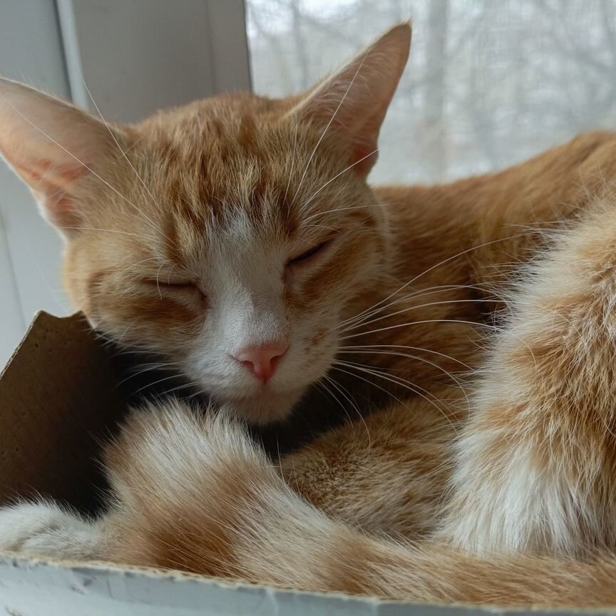 Потерялась кошка