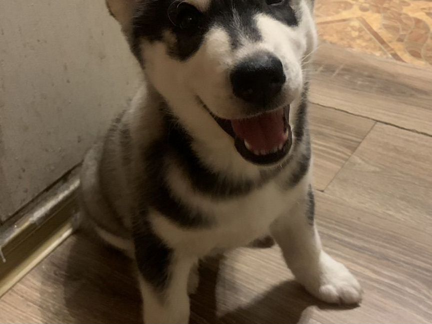Щенок сибирской хаски