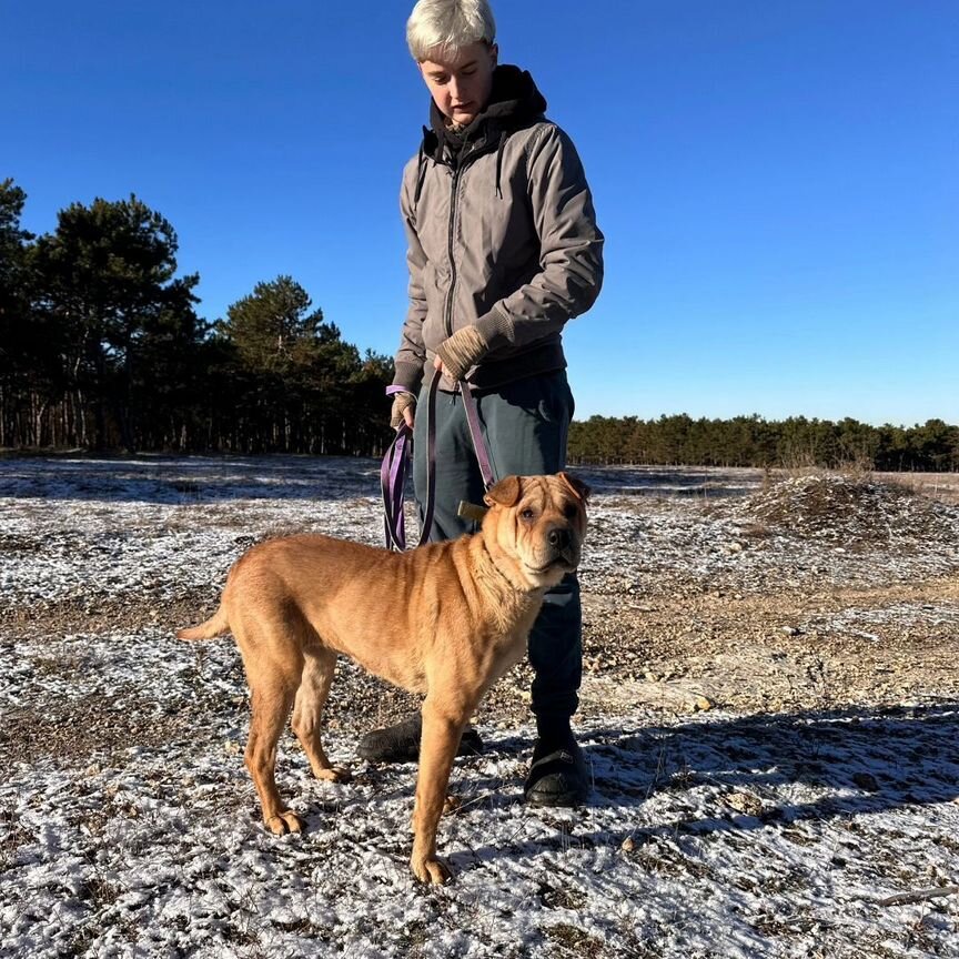 Шарпей в добрые руки