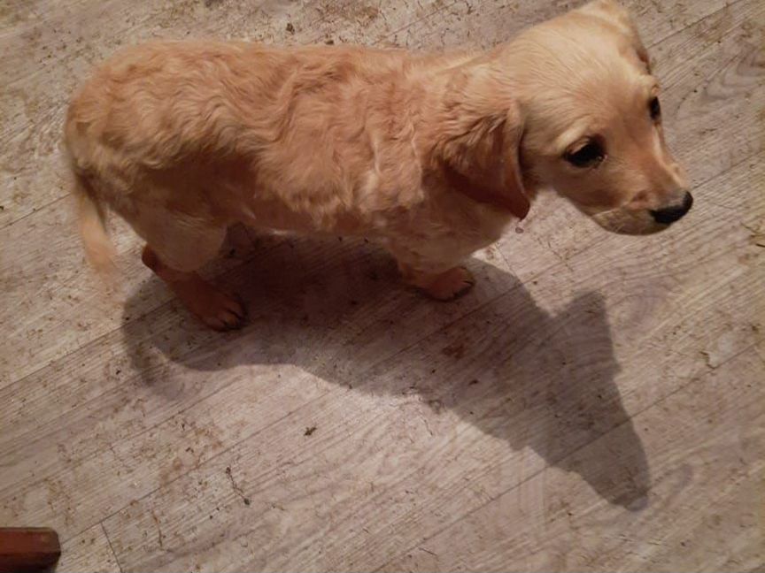 Щенок кокер спаниеля в добрые руки