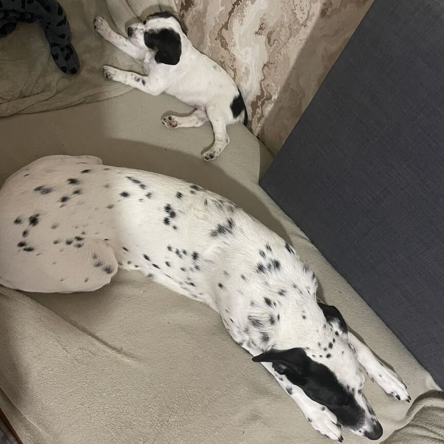 Далматинец