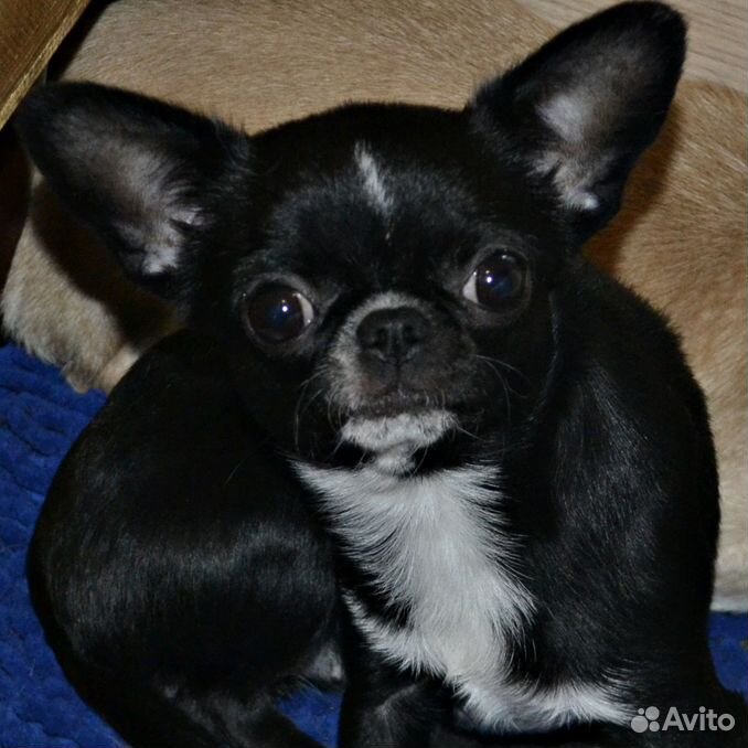 Взрослая мини девочка