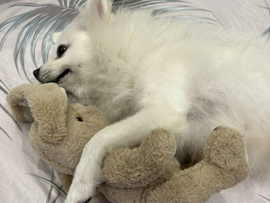 Немецкий шпиц девочка вязка