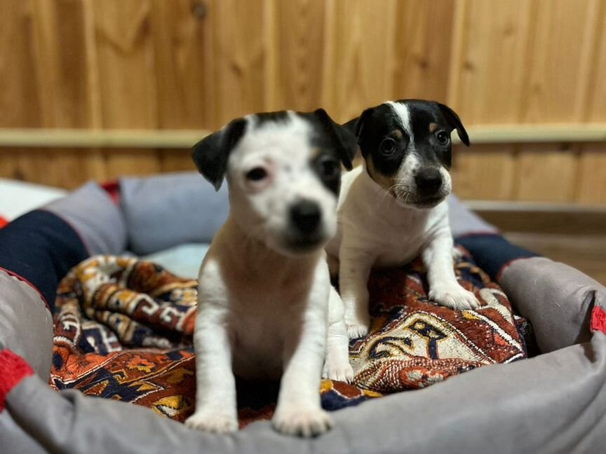 Продаются щенки породы Джек Рассел терьер