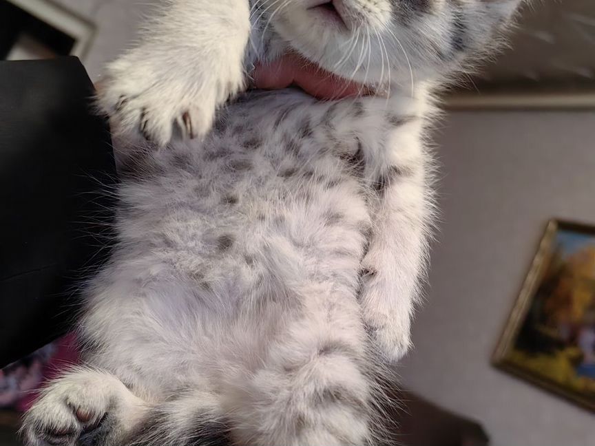 Кошка