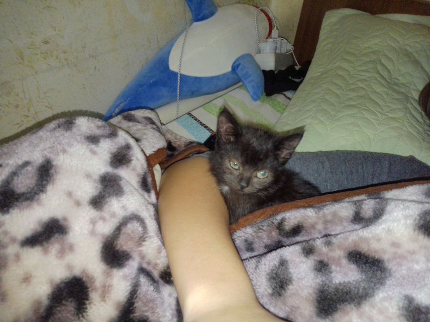 Каджит