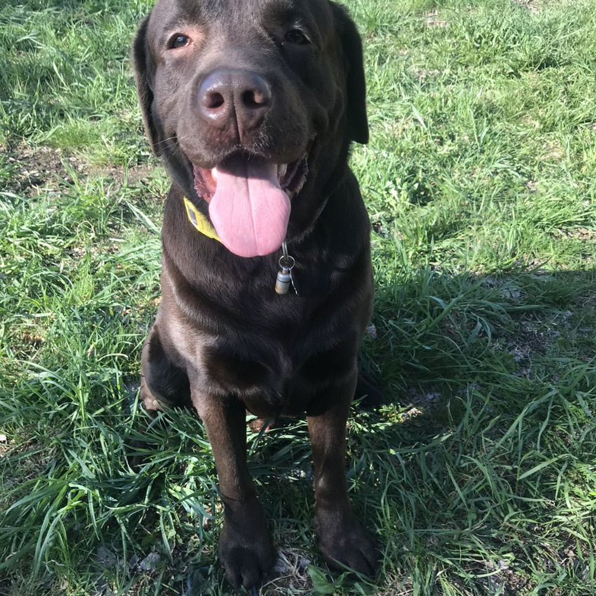 Собака в добрые руки отдам бесплатно