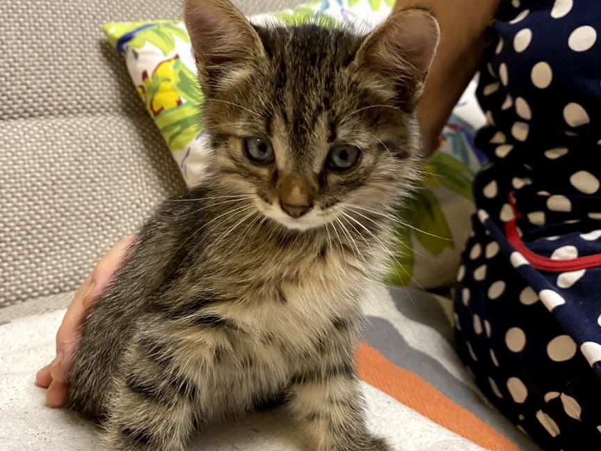 Кошки в добрые руки