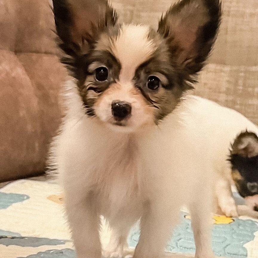 Континентальный той-спаниель папильон, щенок