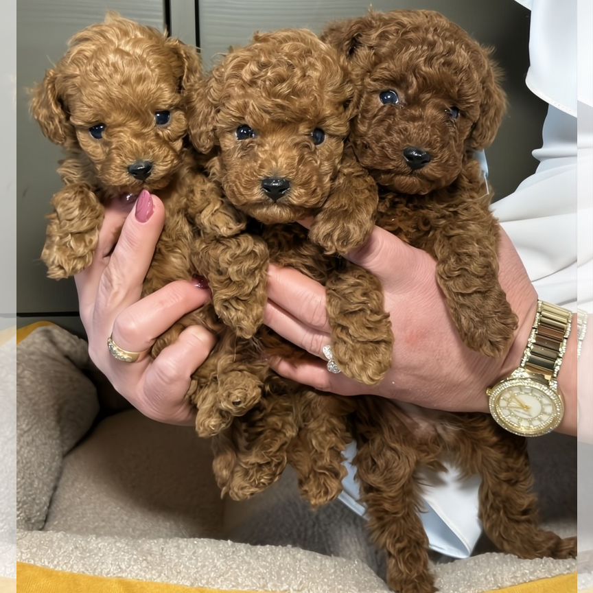 Той-пудель, щенок