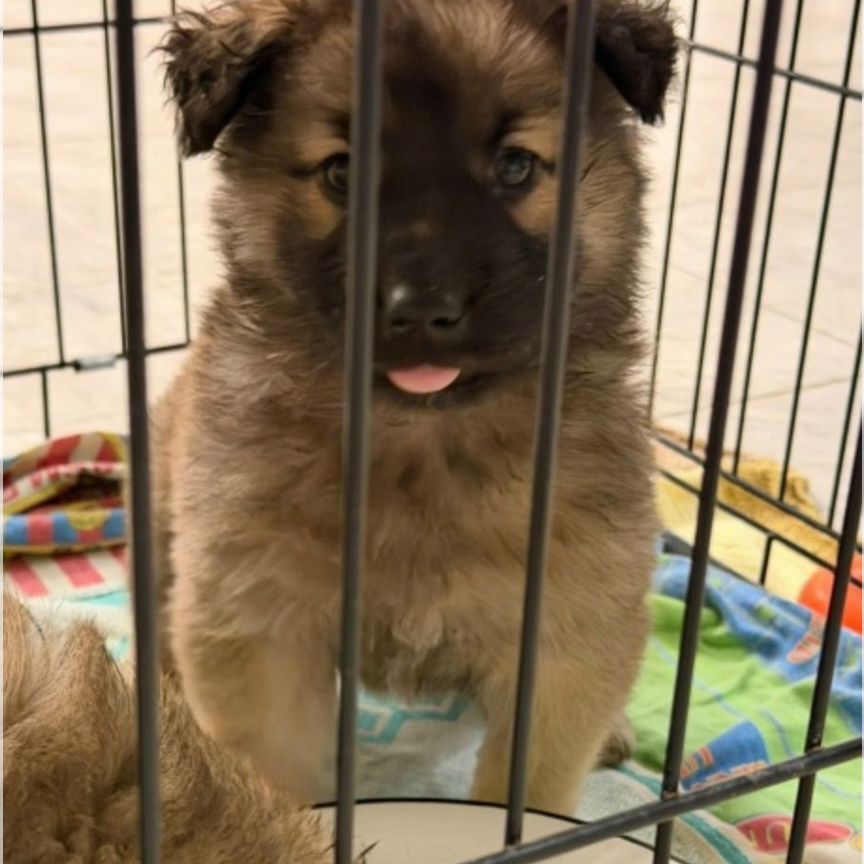 Щенок в добрые руки