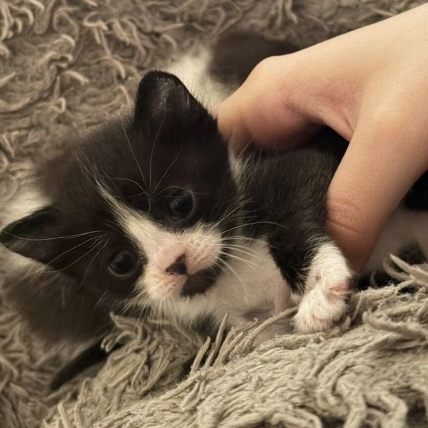 Котёнок в добрые руки
