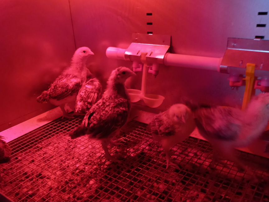 Цыплята несушки