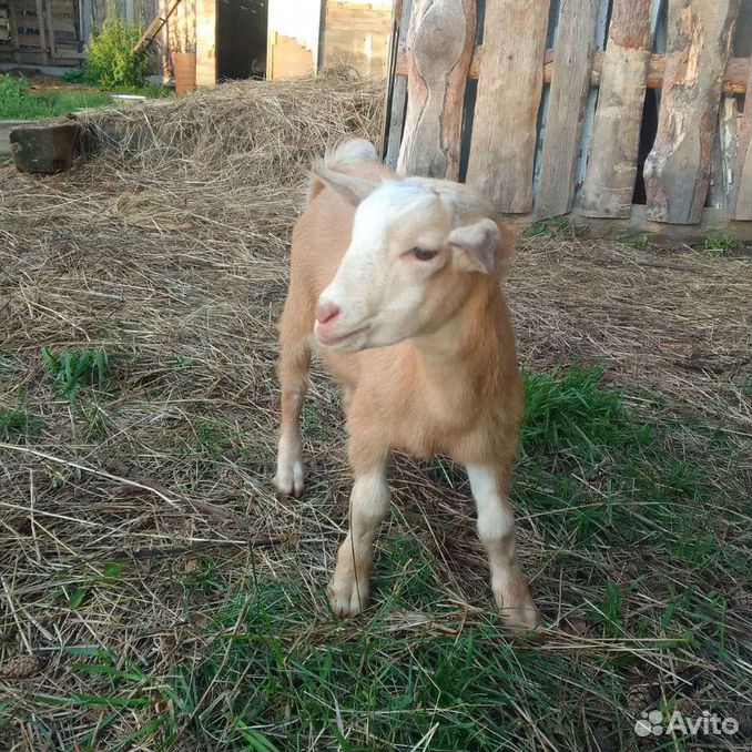 Камерунский козлик кн 50